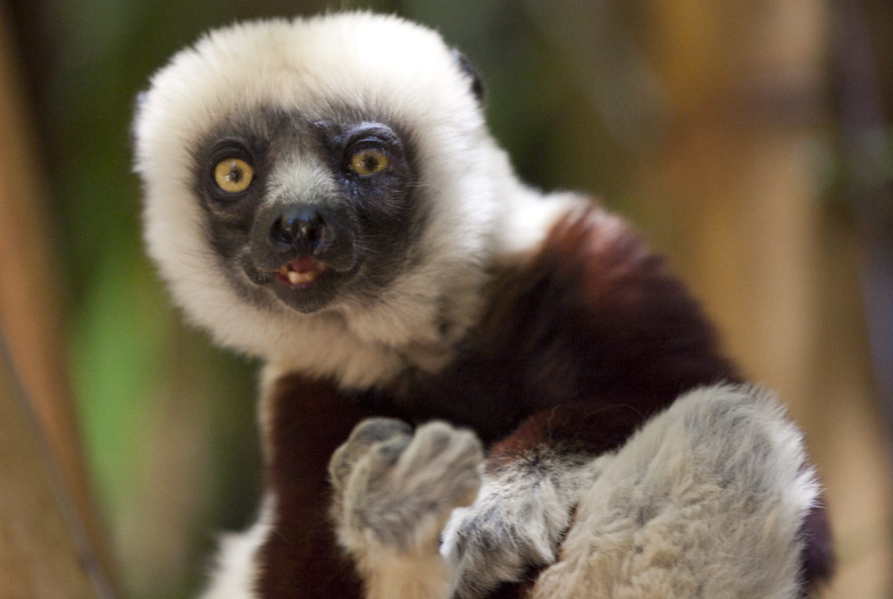 Madagascar Photos by Casey